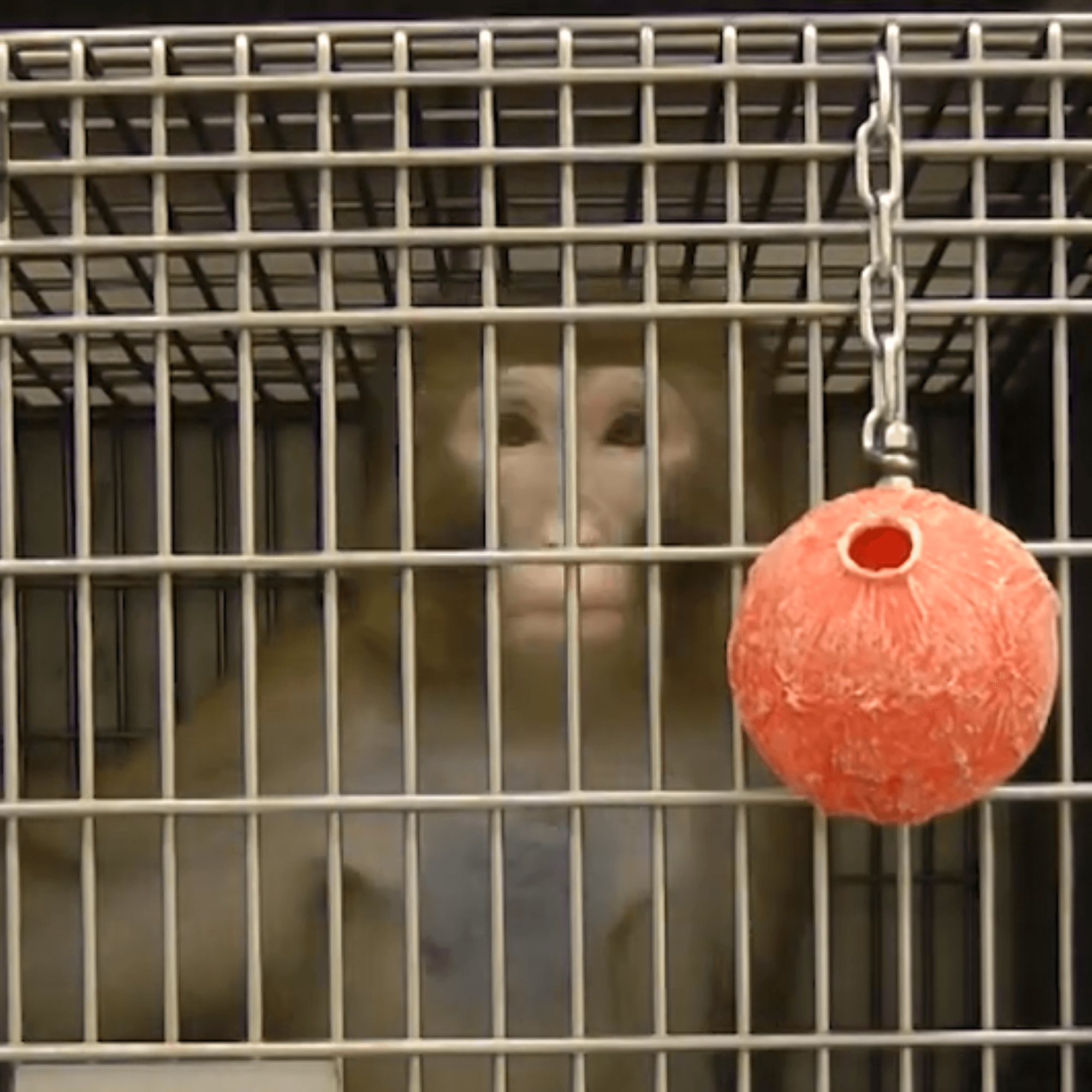 mission: get the university of washington to help monkeys | peta2