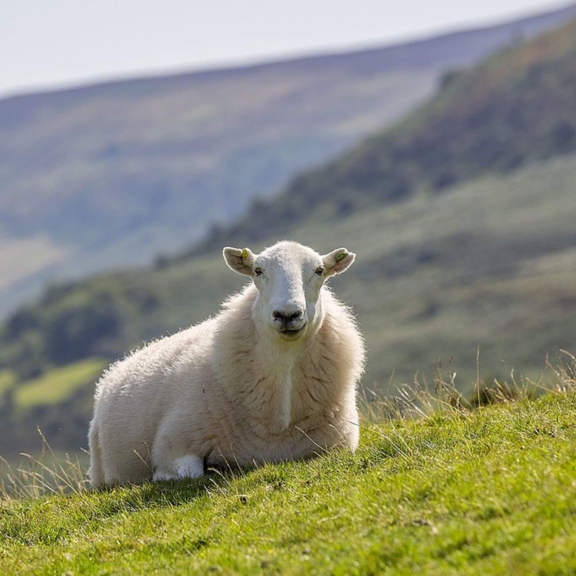 top 12 wool-free base layers | peta2