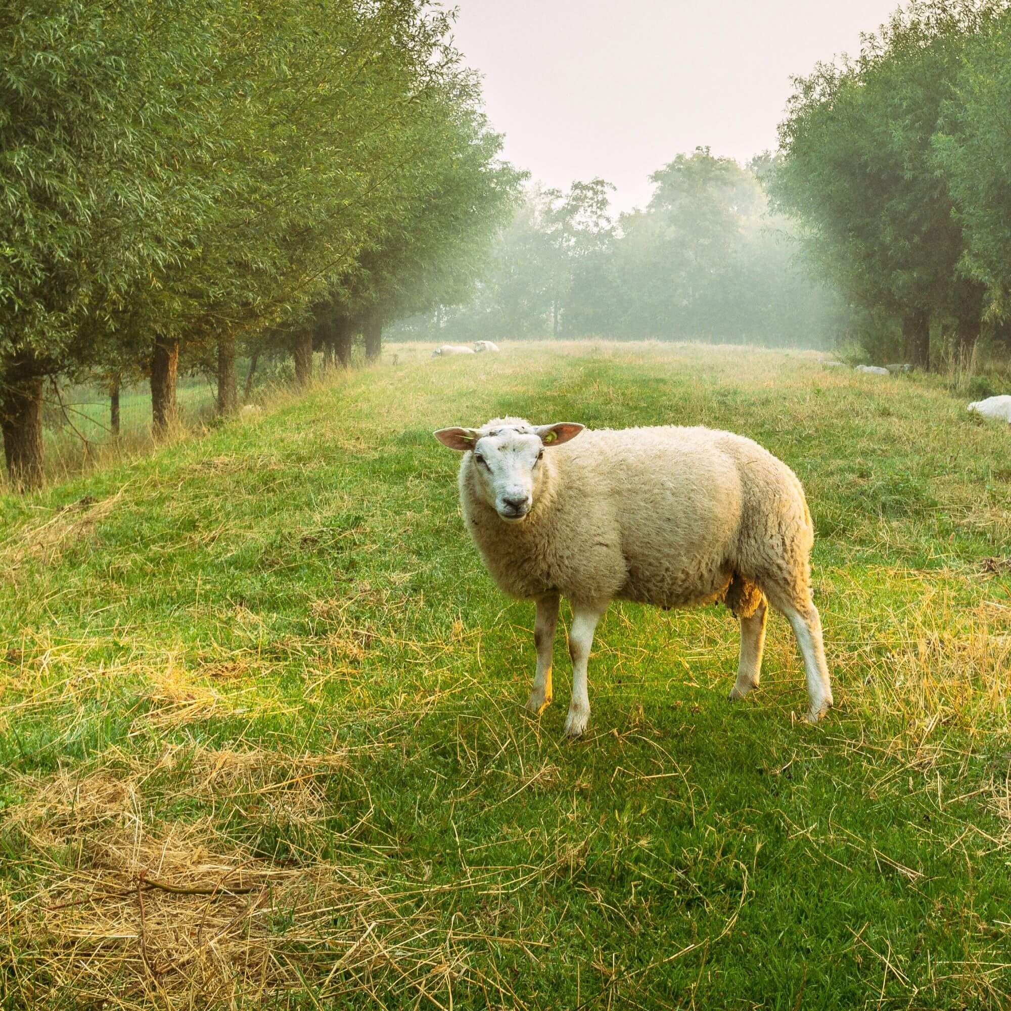 wool-free hats, gloves, and other winter accessories | peta2