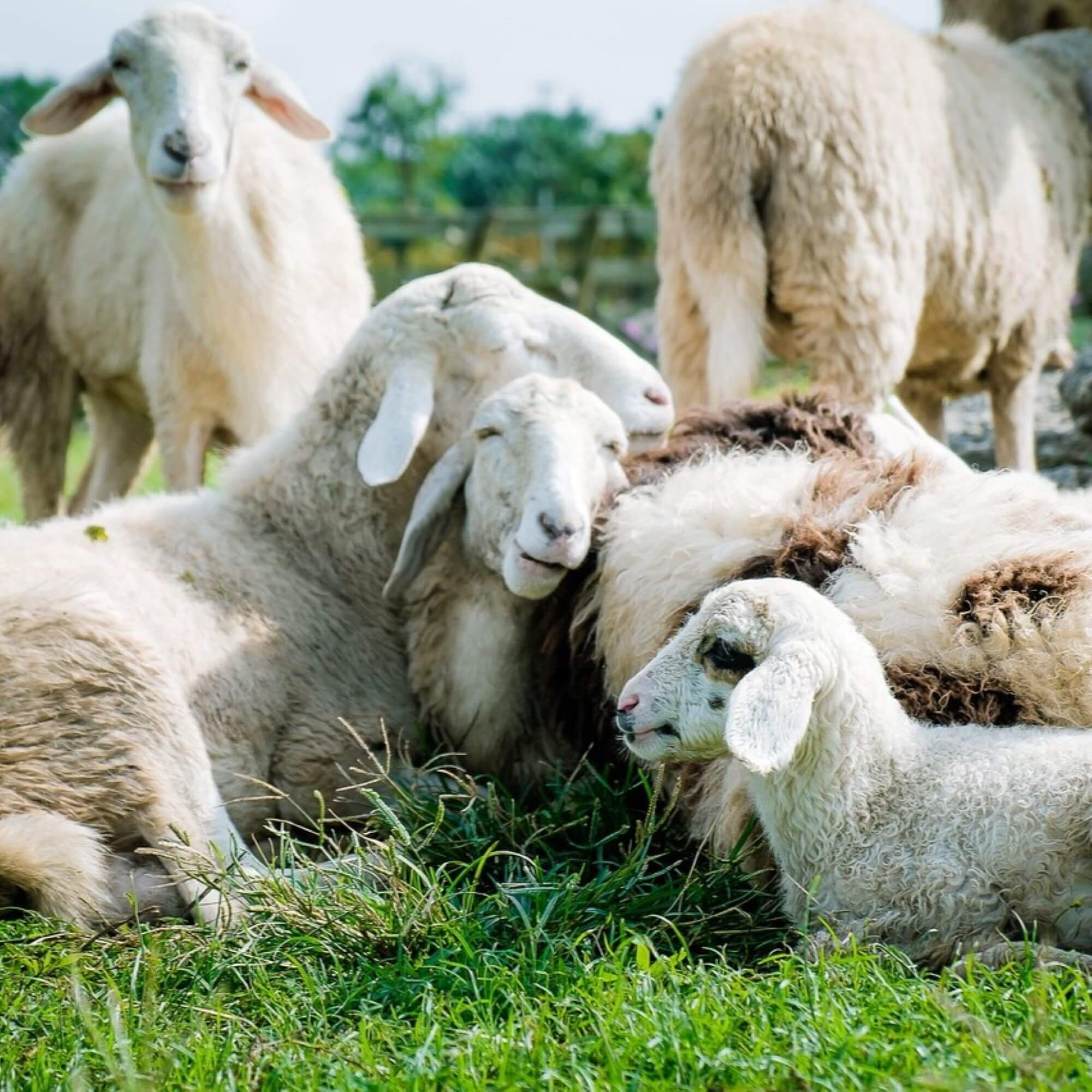14 wool-free sweaters for chilly days | peta2