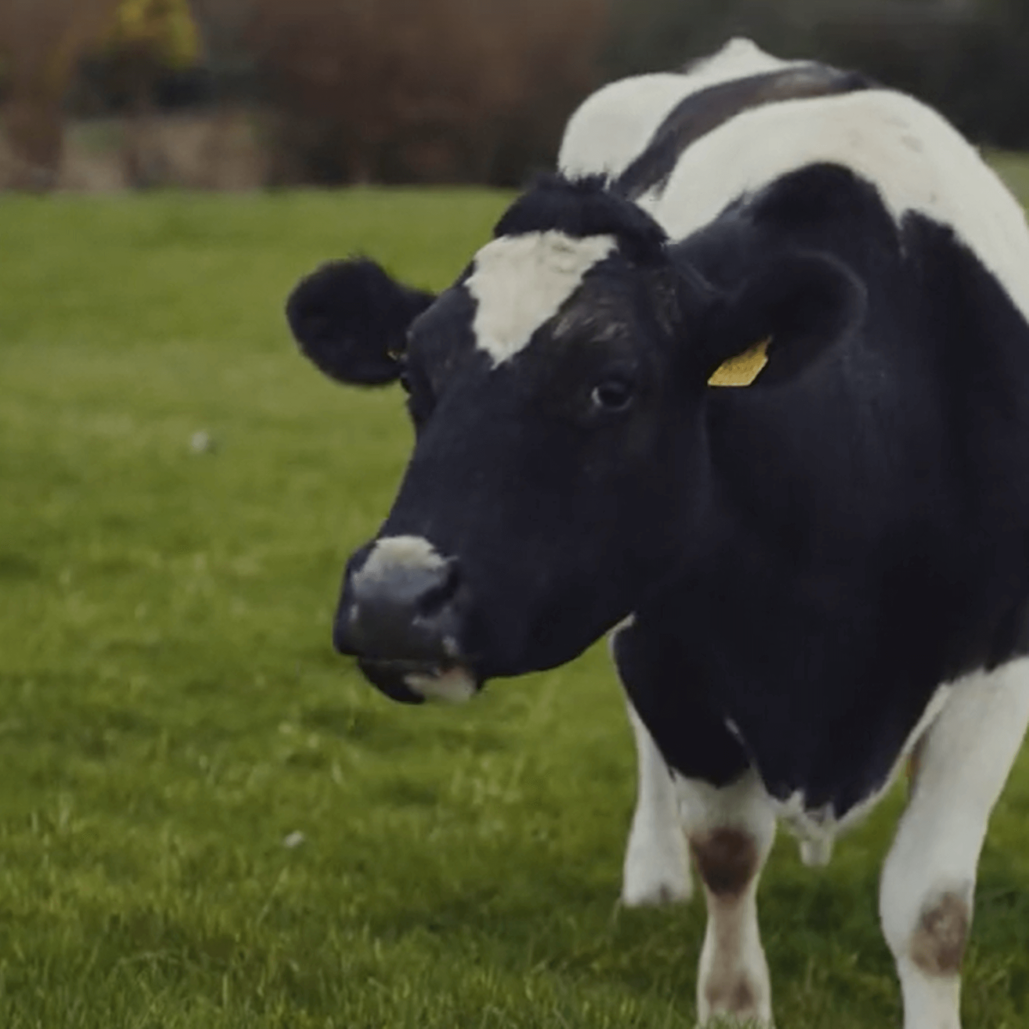 mission: share this christmas ad to help save cows | peta2