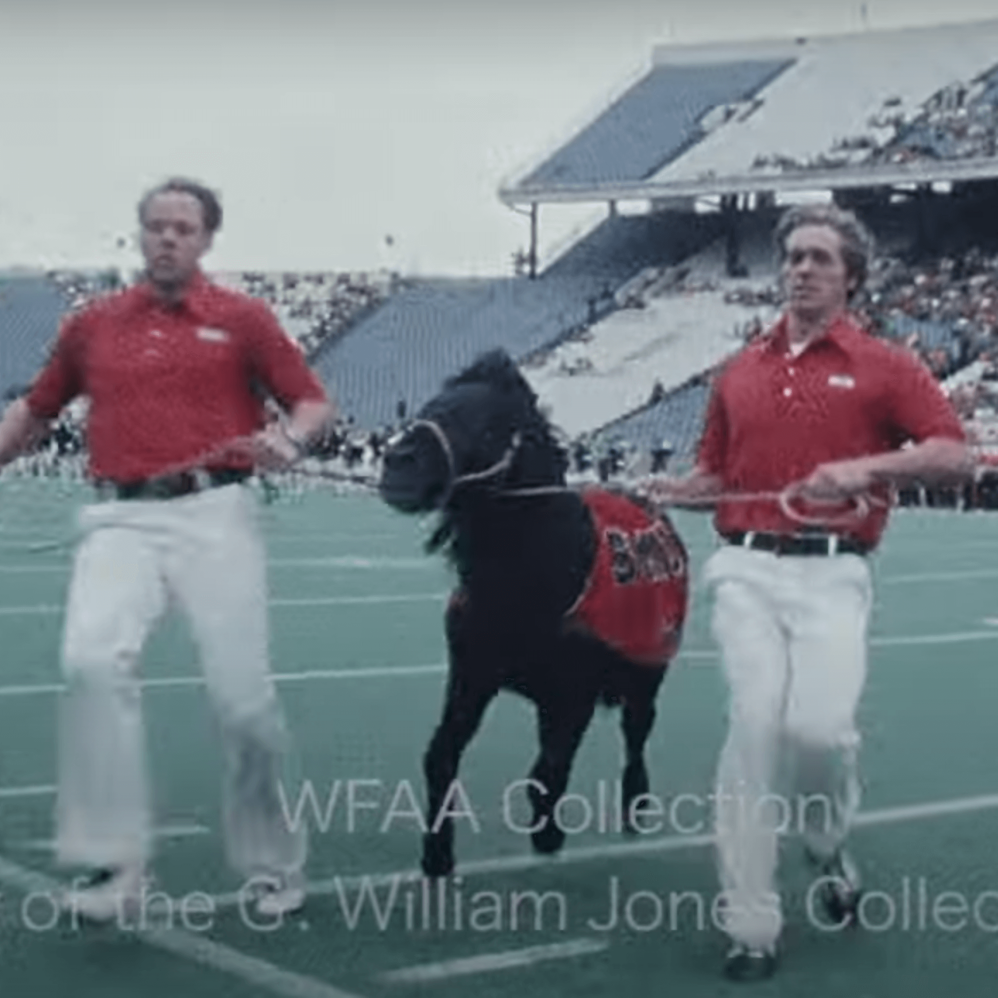 ways young people can help animals! | peta2