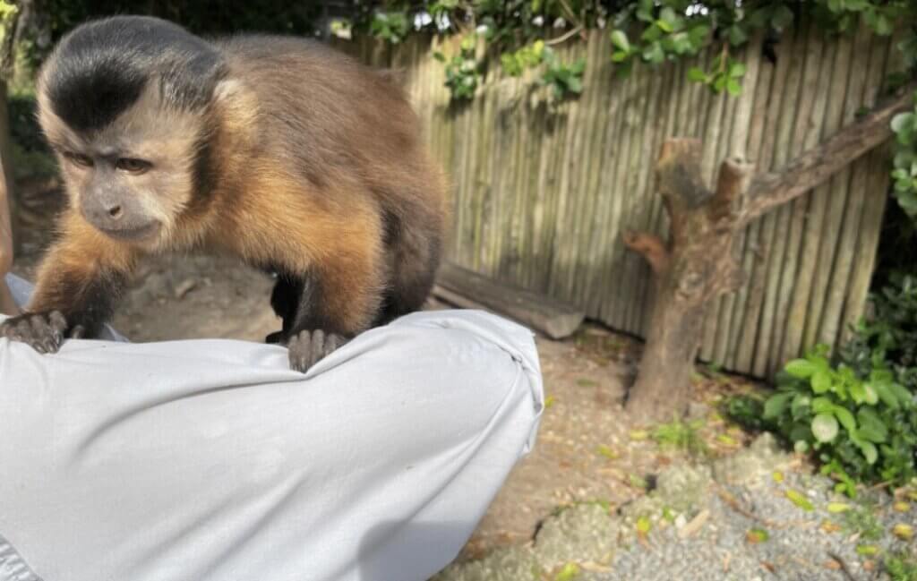 mission: help animals at zoological wildlife foundation | peta2