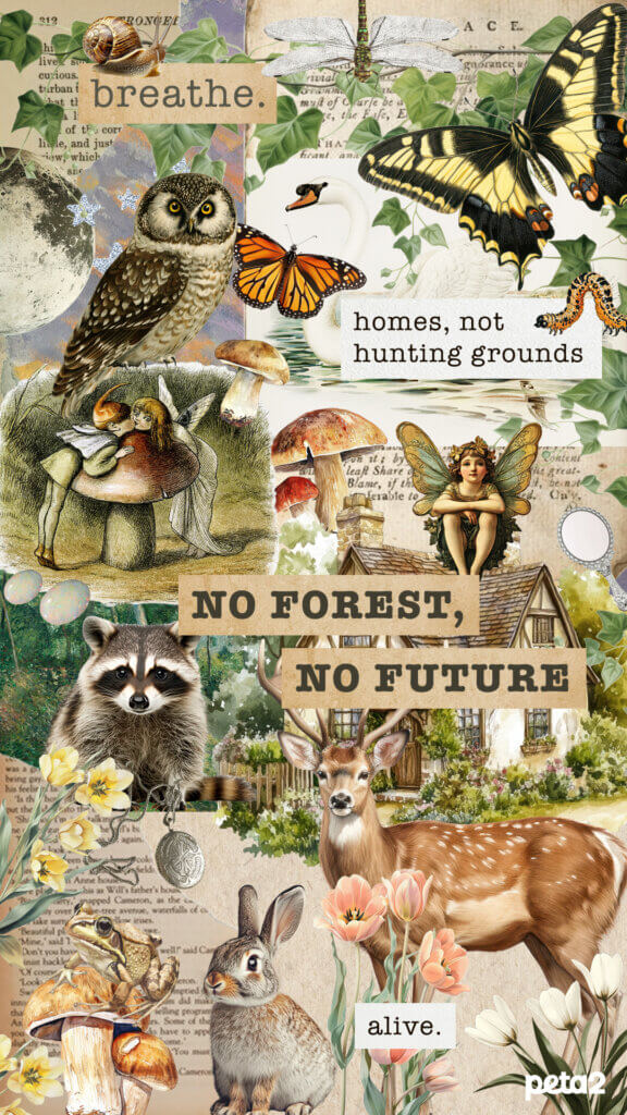 mission: use a peta2 aesthetic wallpaper | peta2