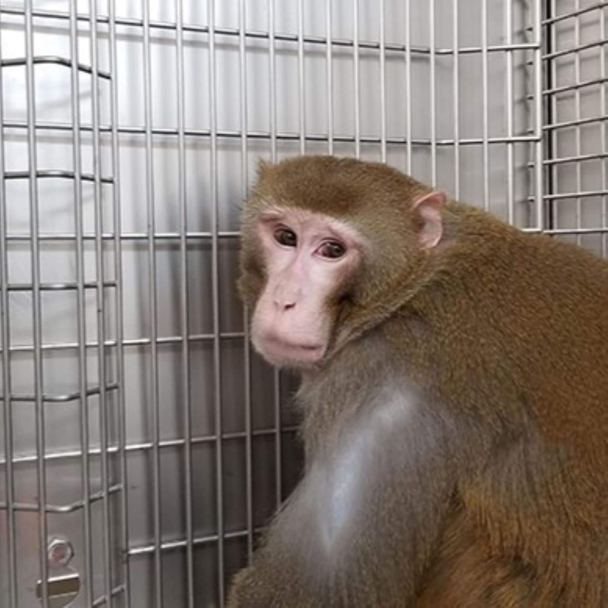 donate to peta | peta2