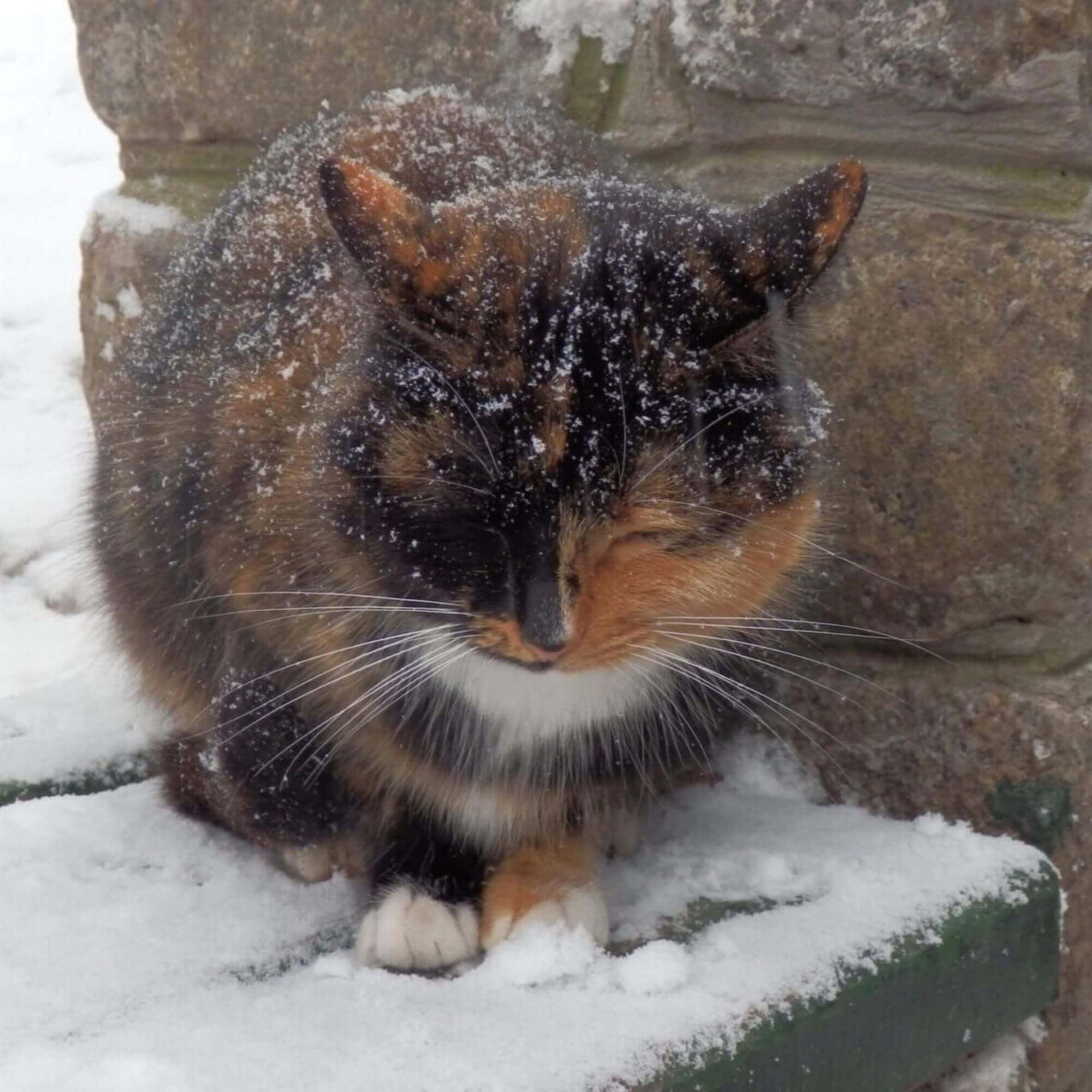 mission: save lives—bring cold animals indoors | peta2