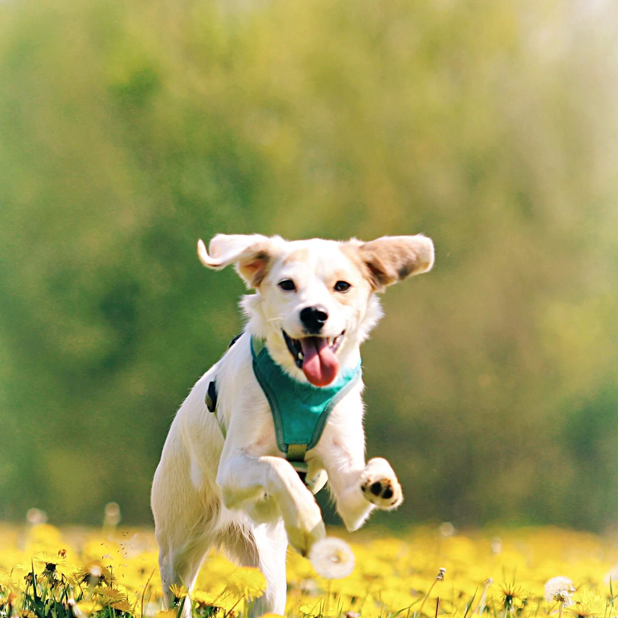 5 good reasons to cancel animal testing | peta2