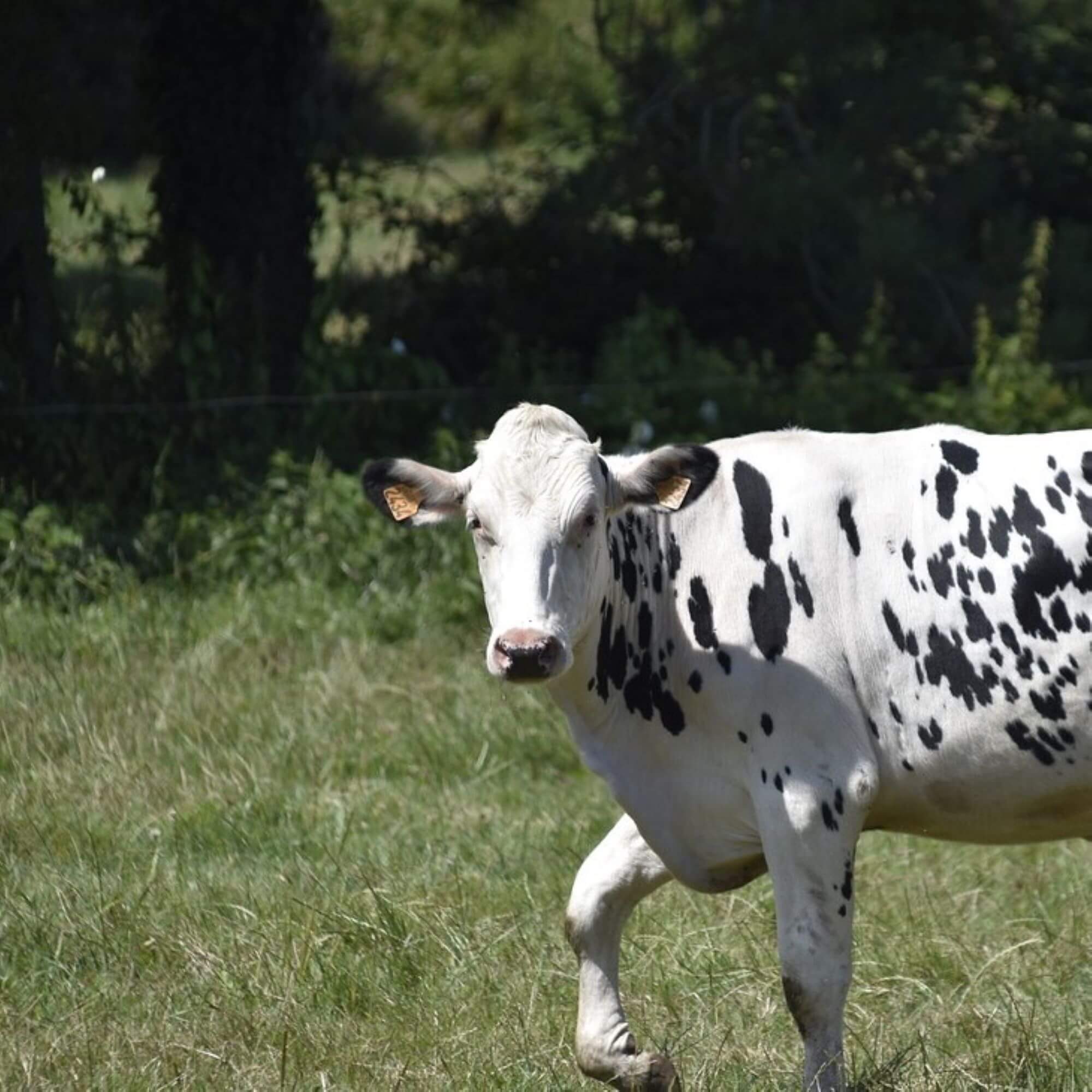 mission: share peta's ultimate cruelty-free list | peta2