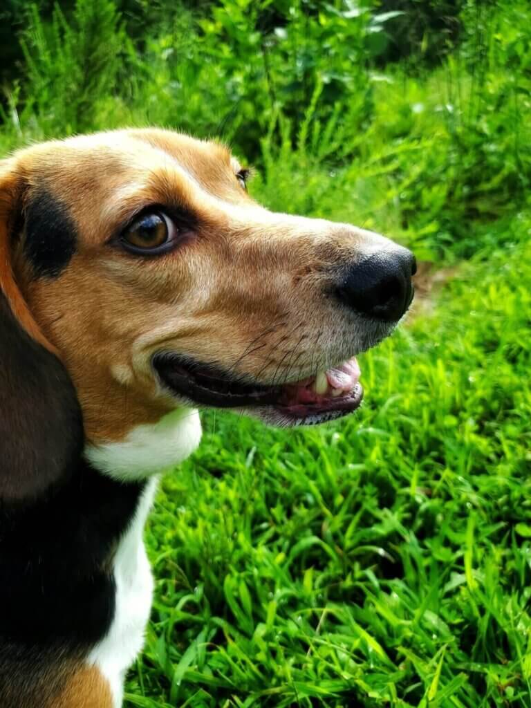 guys belong in our movement—help close the divide | peta2