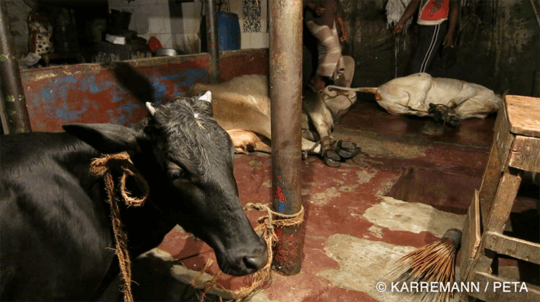 mission: share “wear your own skin” | peta2