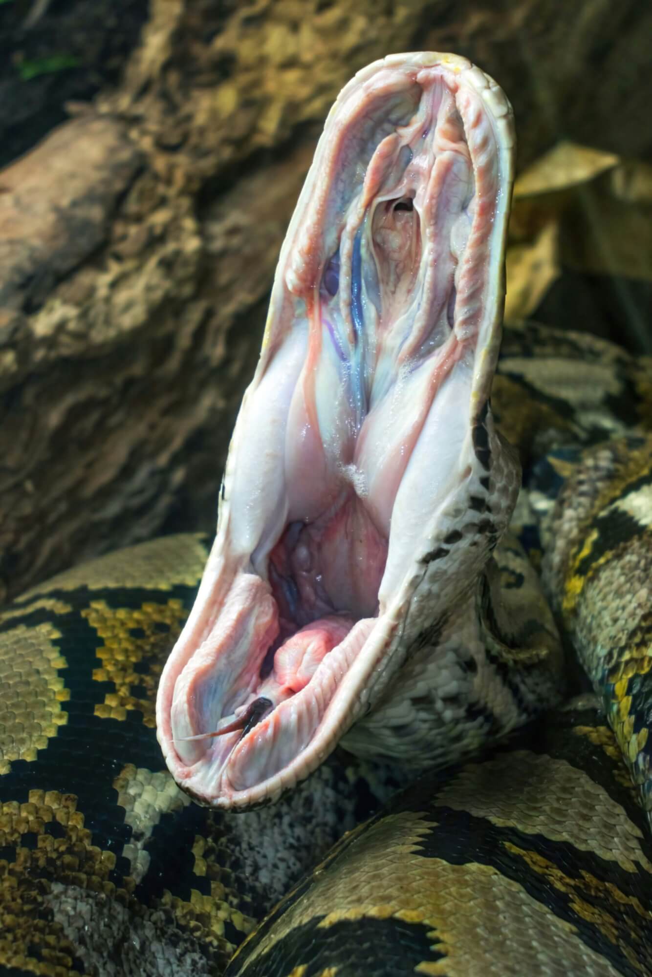 snake facts that’ll blow your mind | peta2