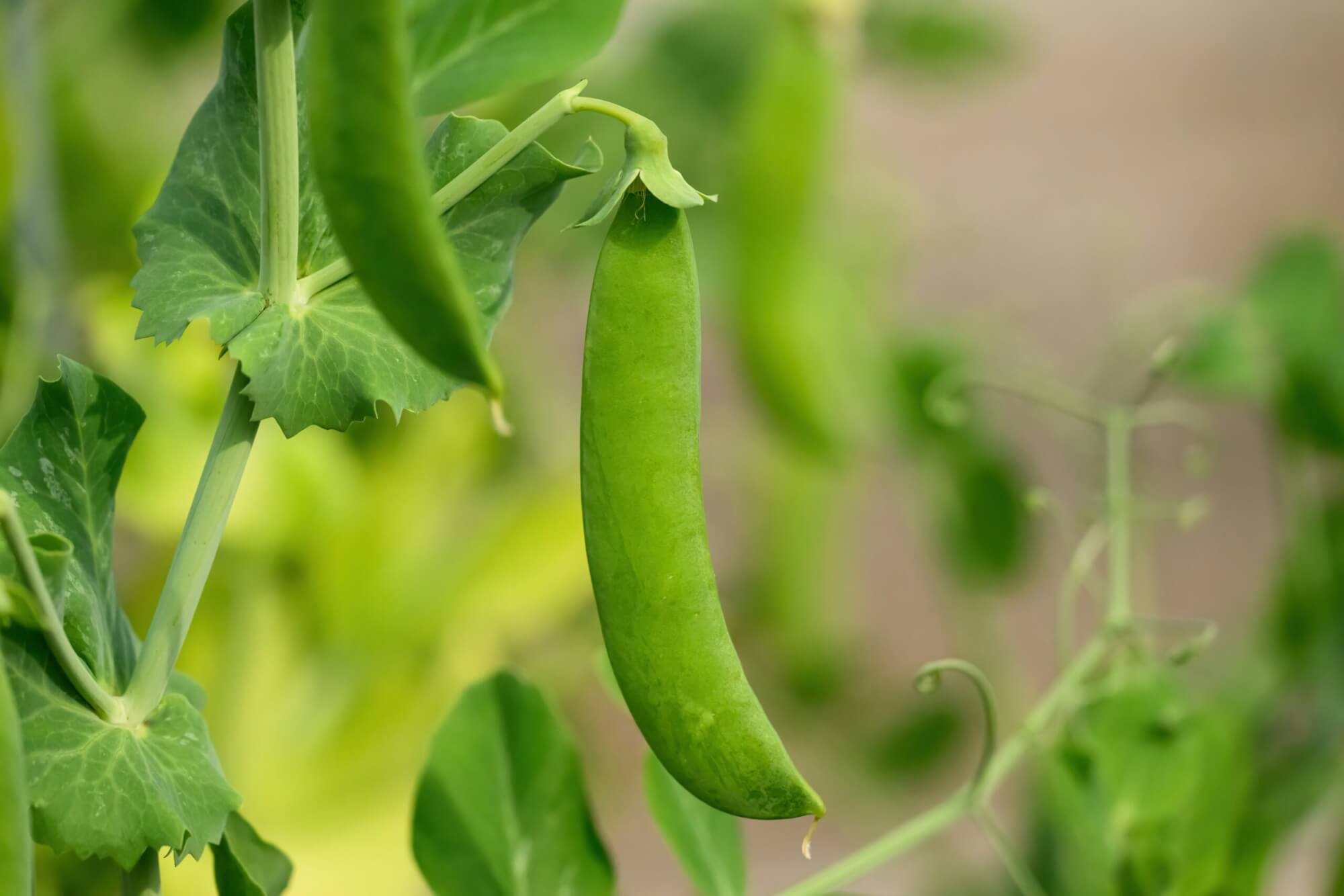 veggie snacks to fuel your advocacy | peta2