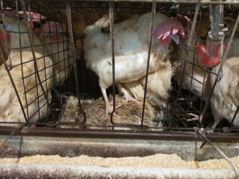 egg shortage? switch to tofu! | peta2