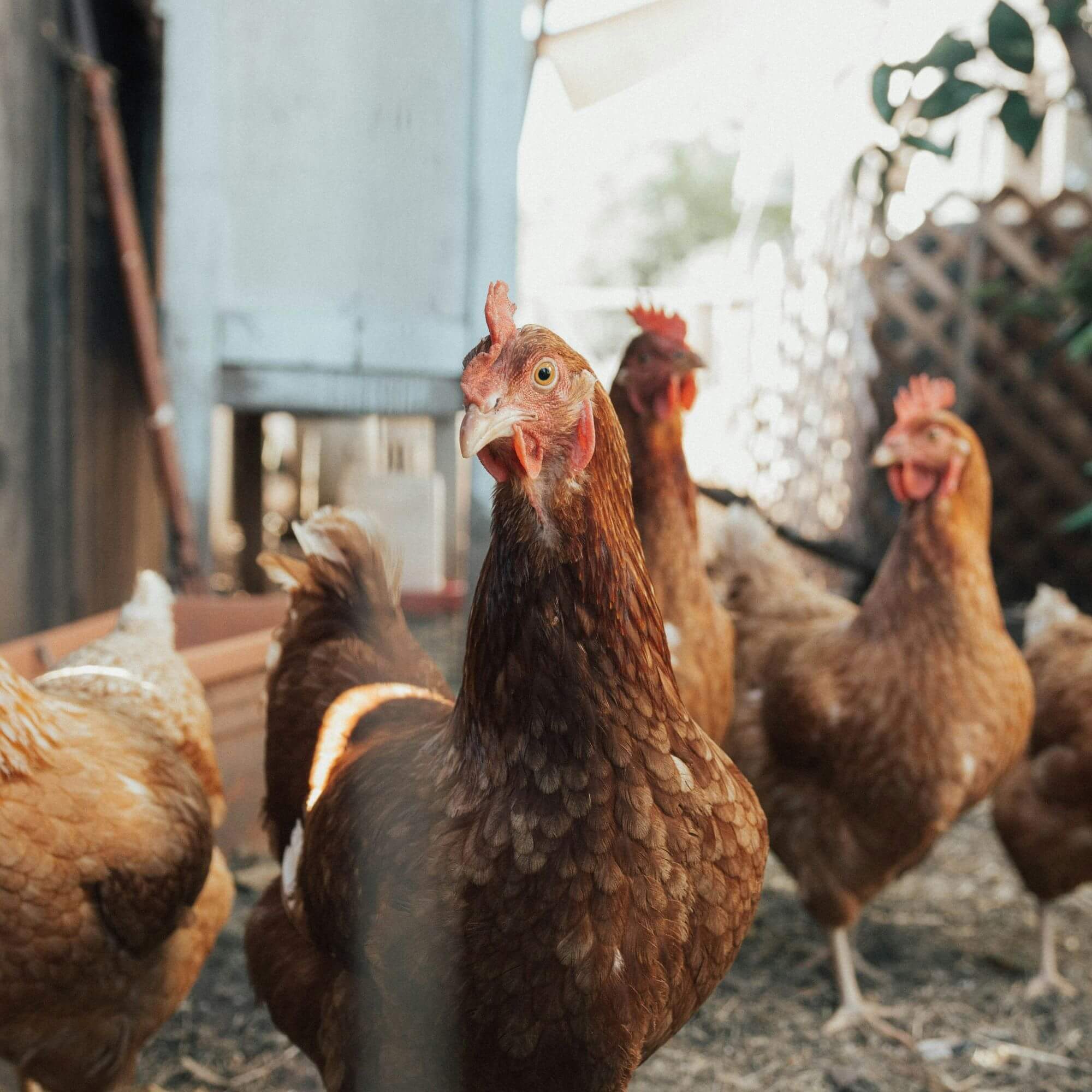 egg shortage? switch to tofu! | peta2