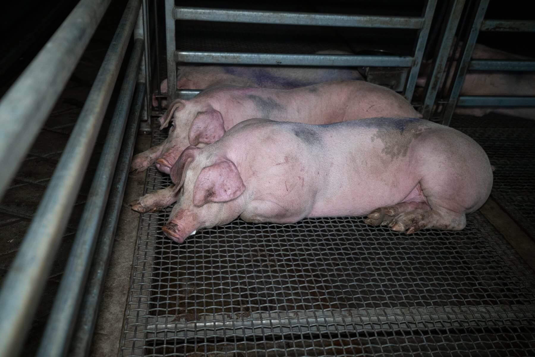 mission: meat likely contains poop | peta2