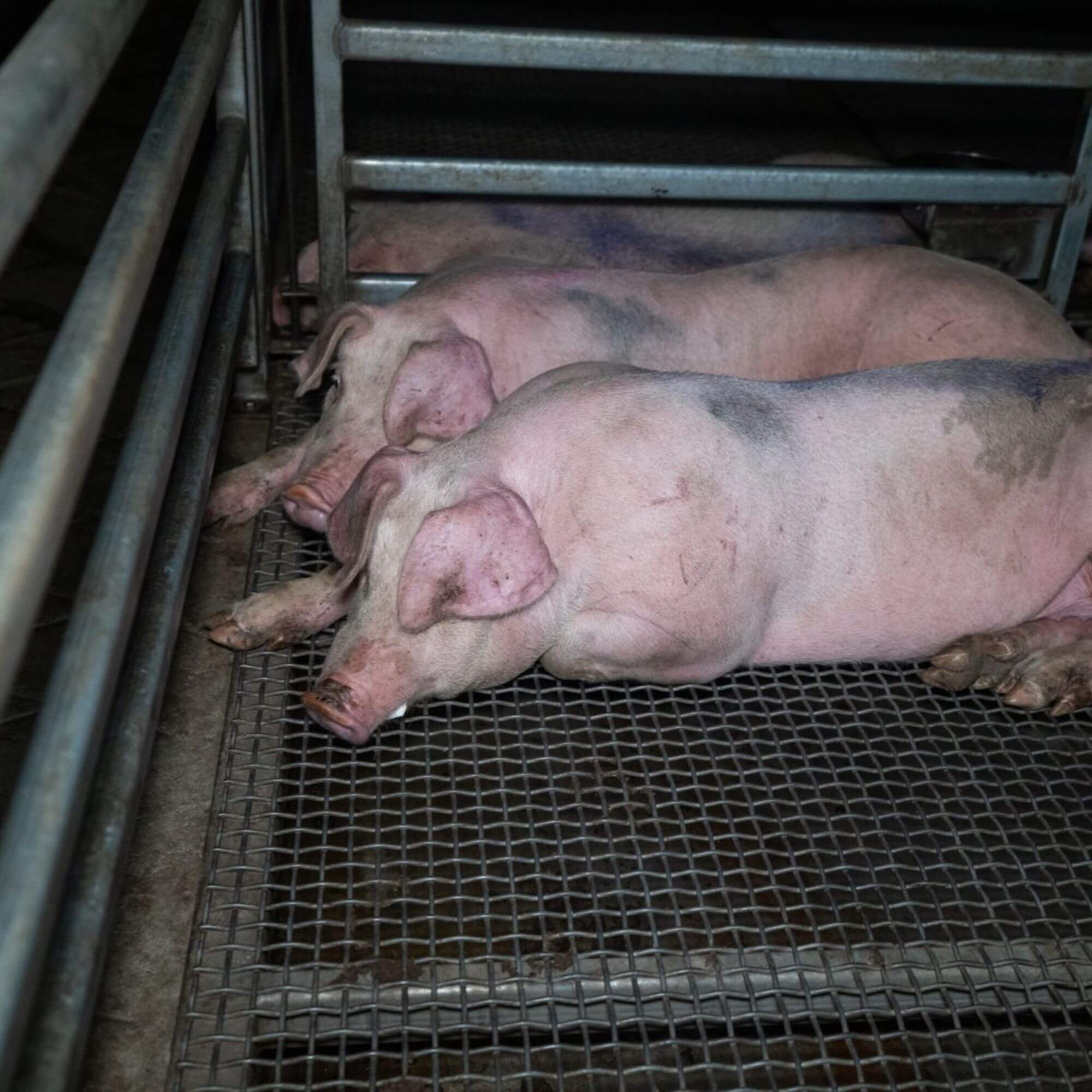 mission: meat likely contains poop | peta2