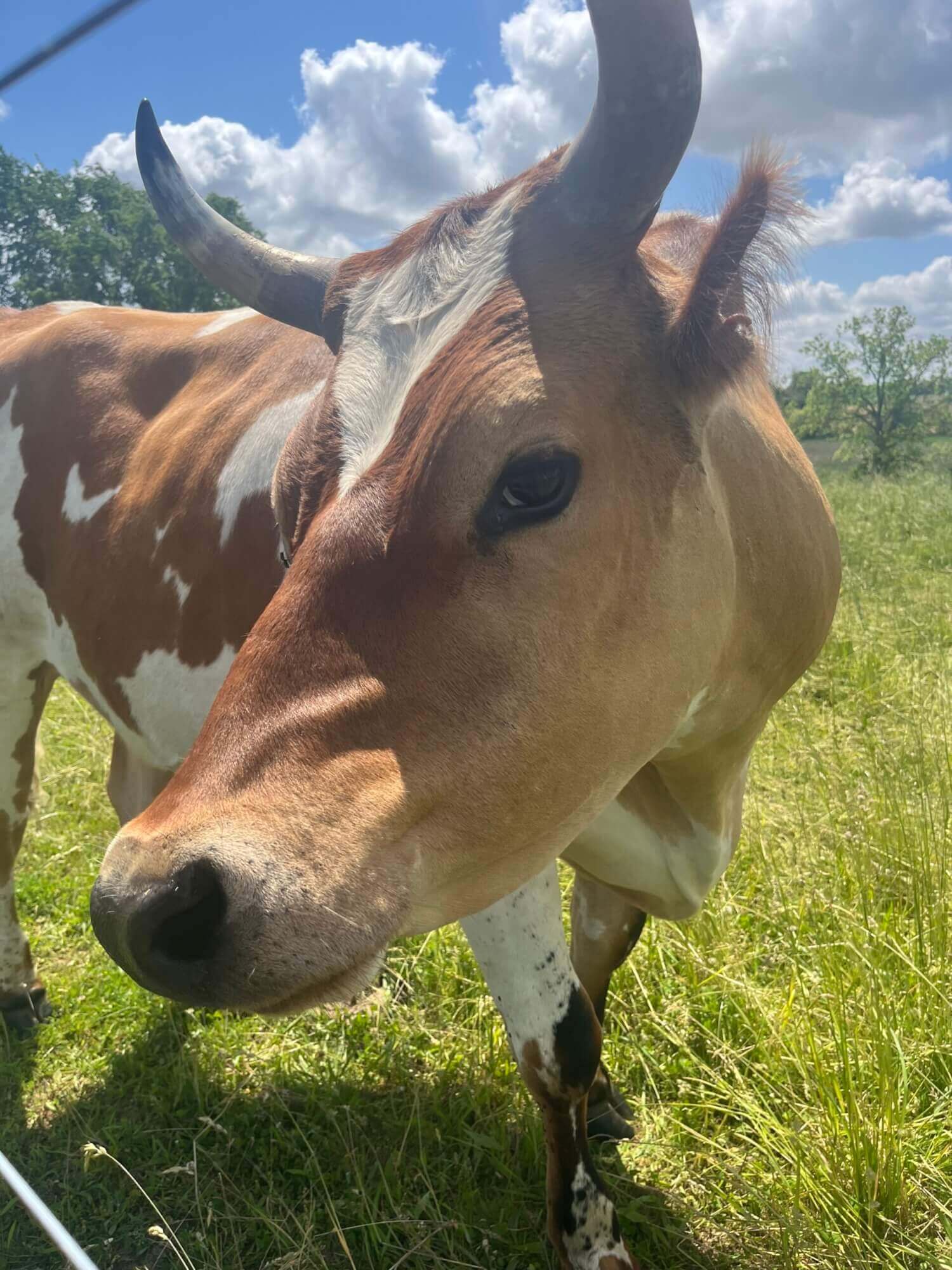 animal-inspired workouts that will get you moo-ving | peta2