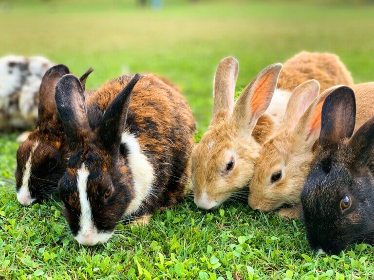 mission: share peta's ultimate cruelty-free list | peta2