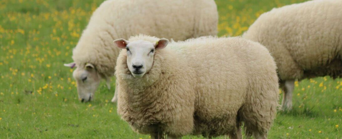 order a free ‘we are not nuggets!’ poster | peta2