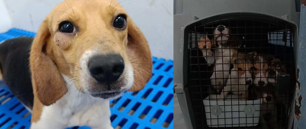 mission: help get palamur biosciences shut down! | peta2