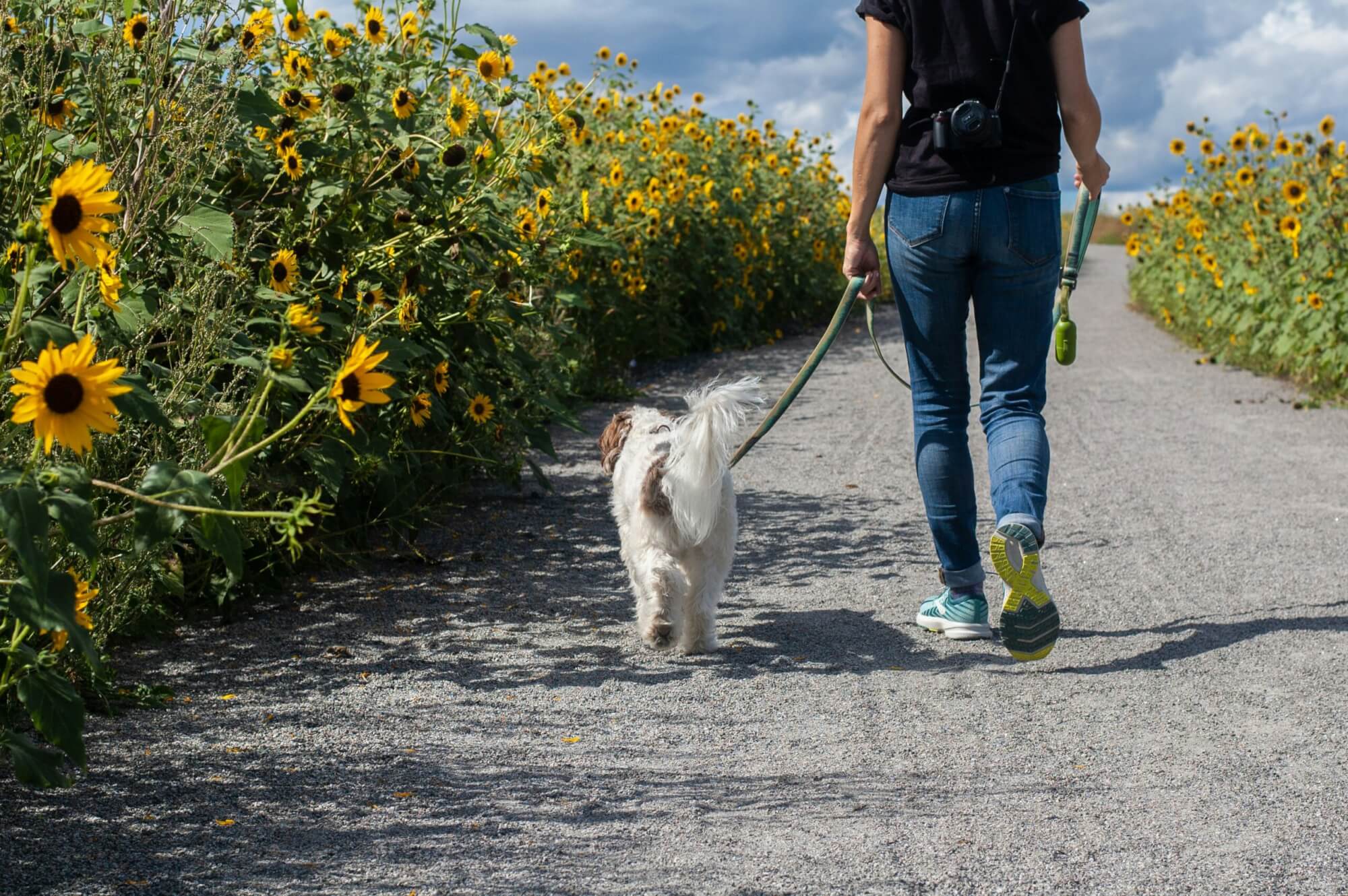 dog park tips for a safe and happy playtime | peta2