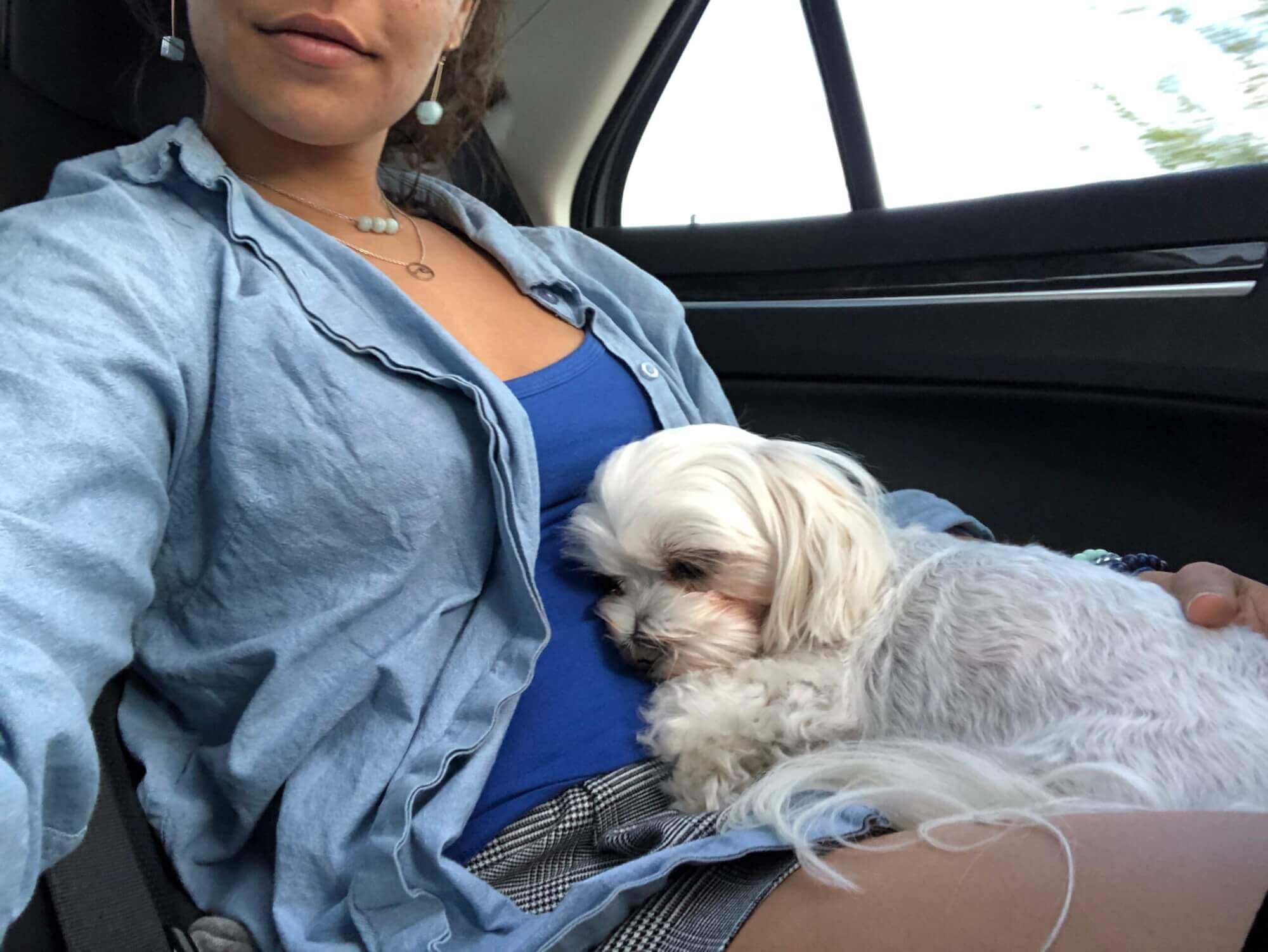 mission: are you ready to adopt a dog? take this quiz! | peta2