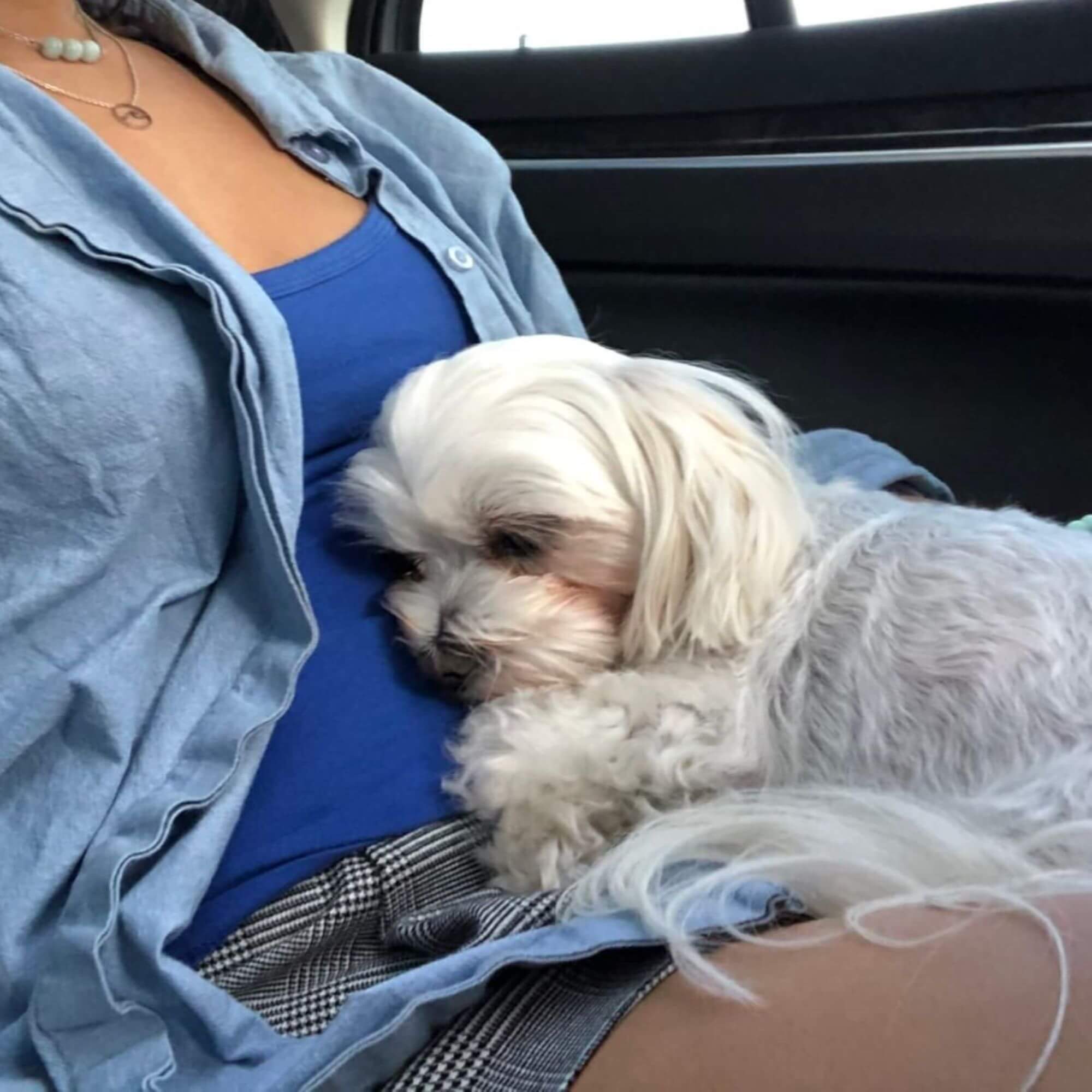 mission: are you ready to adopt a dog? take this quiz! | peta2