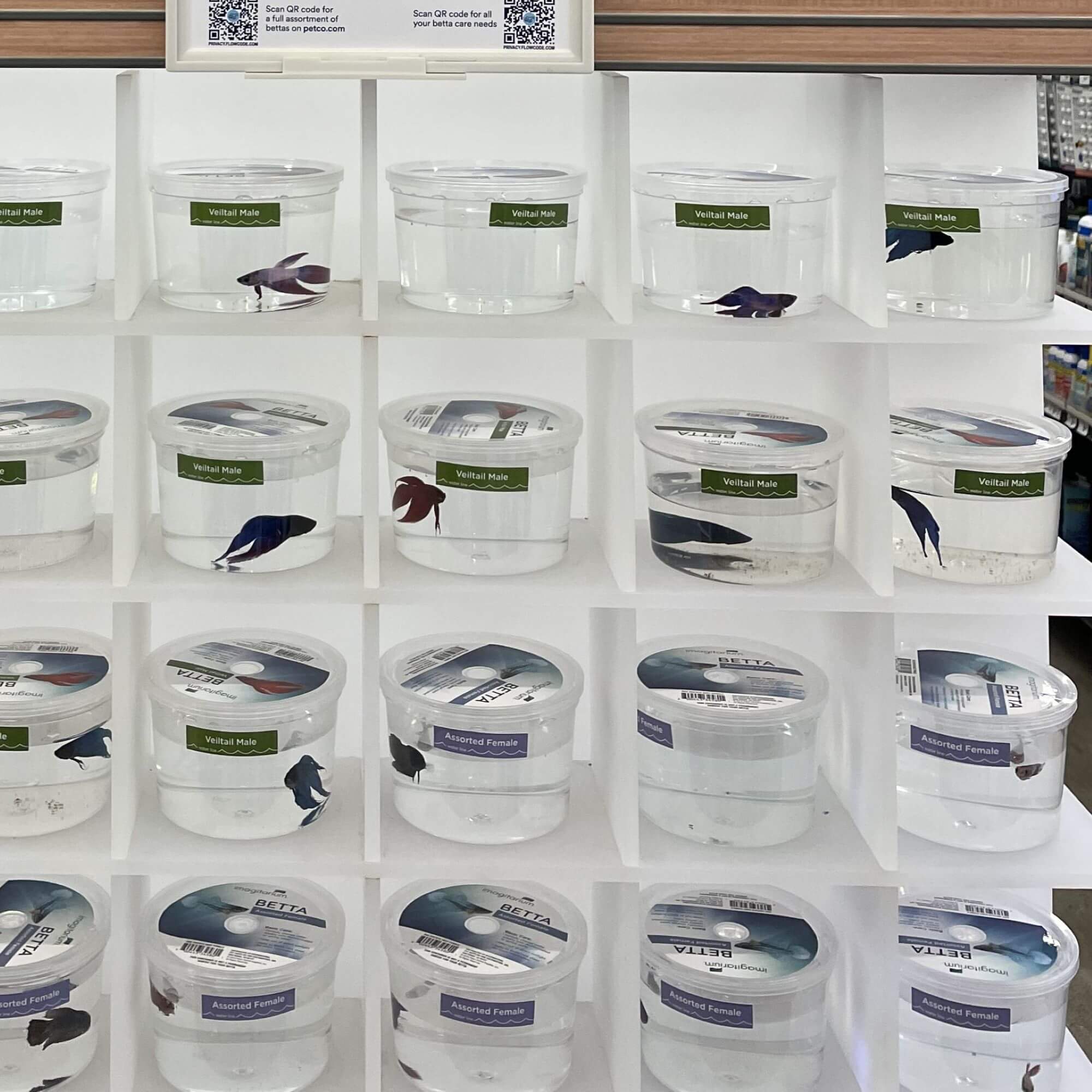 mission: use this leaflet to help betta fish | peta2