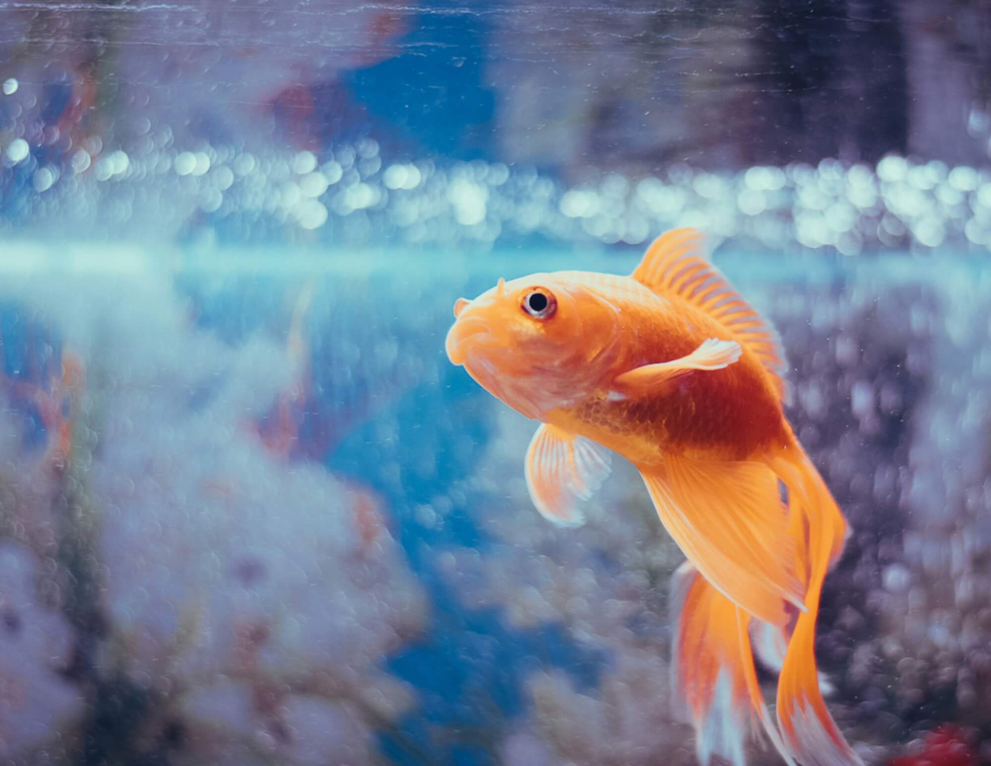 mission: help end goldfish racing at this bar | peta2
