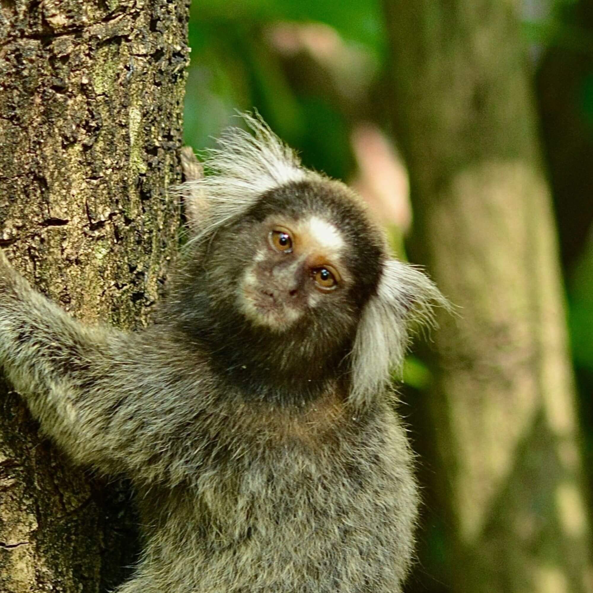 learn: animal testing & animals used in experiments | peta2