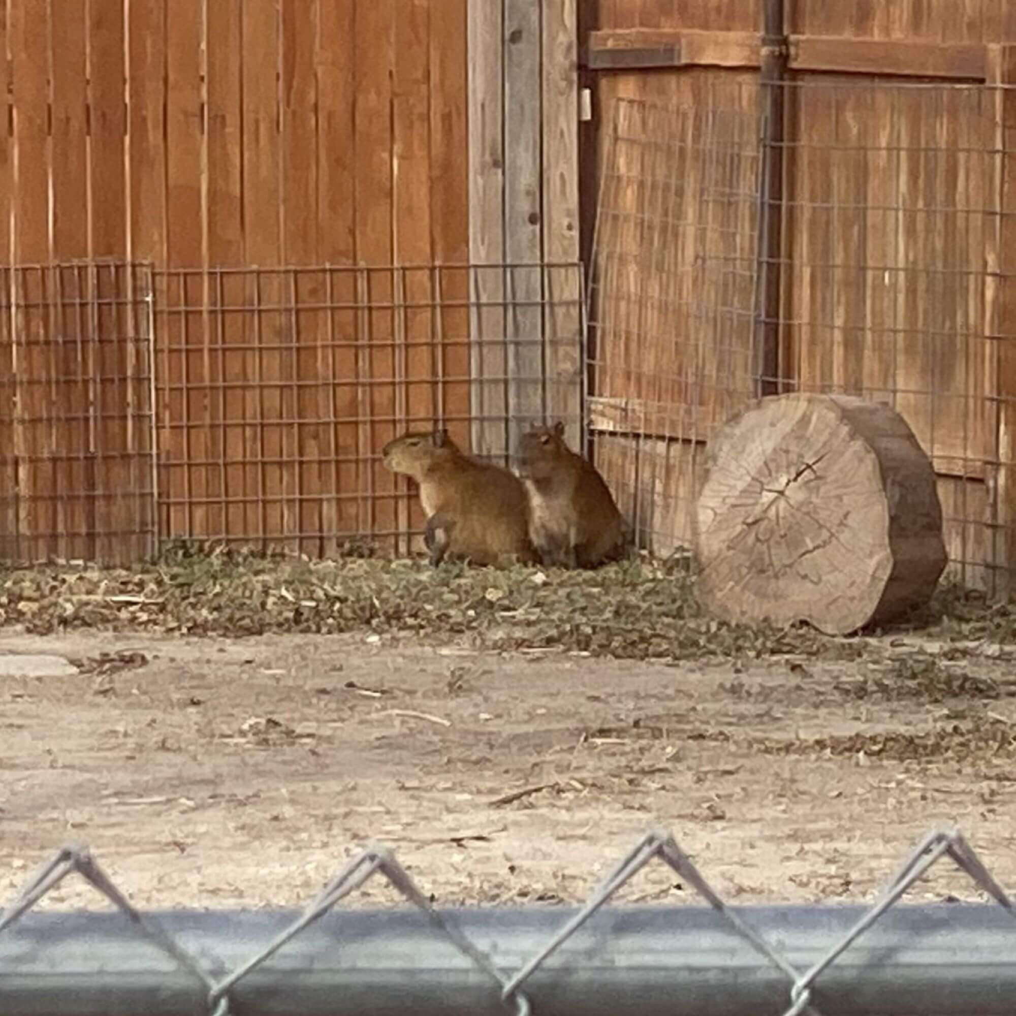 mission: help animals trapped at spring river park & zoo | peta2