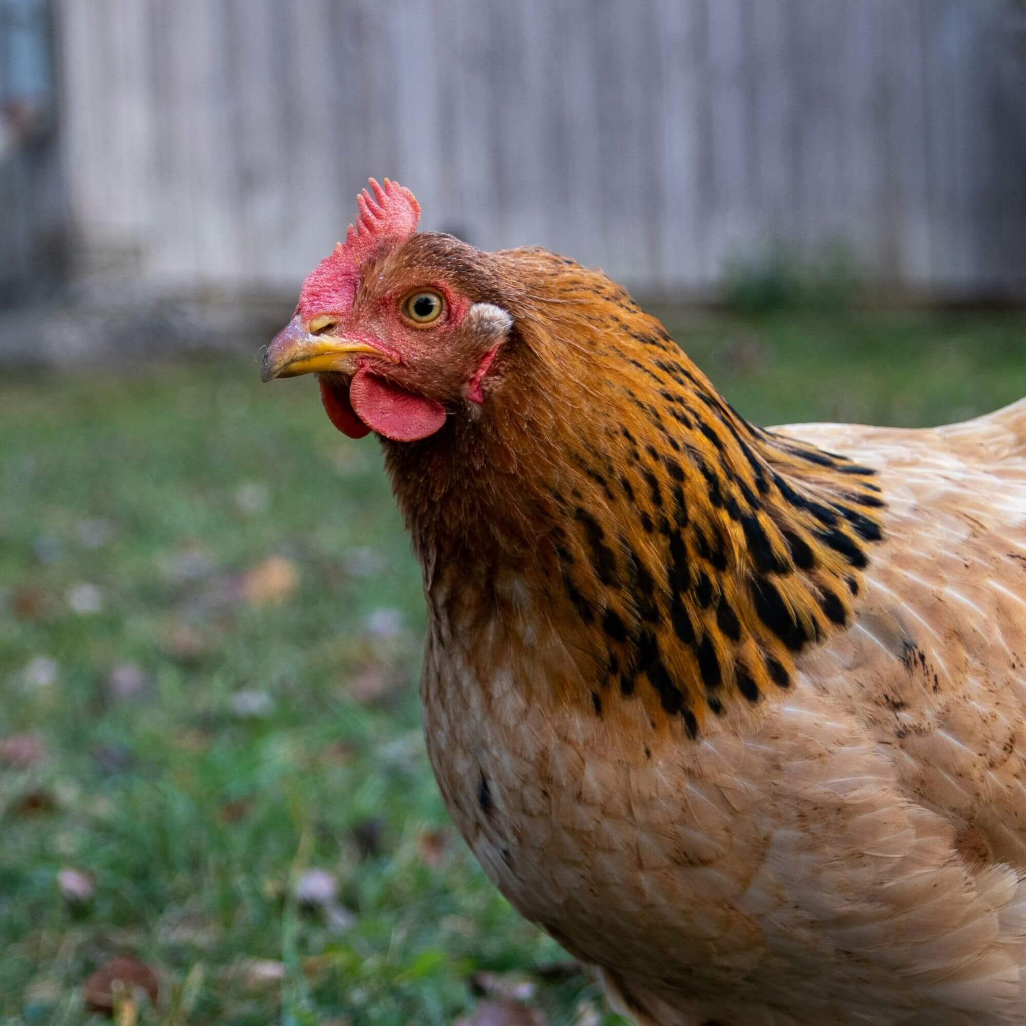 Backyard Eggs What They Are And What To Do With Them Peta2