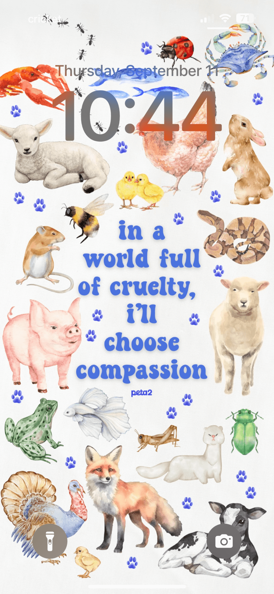 mission: set up this ‘choose compassion’ wallpaper | peta2