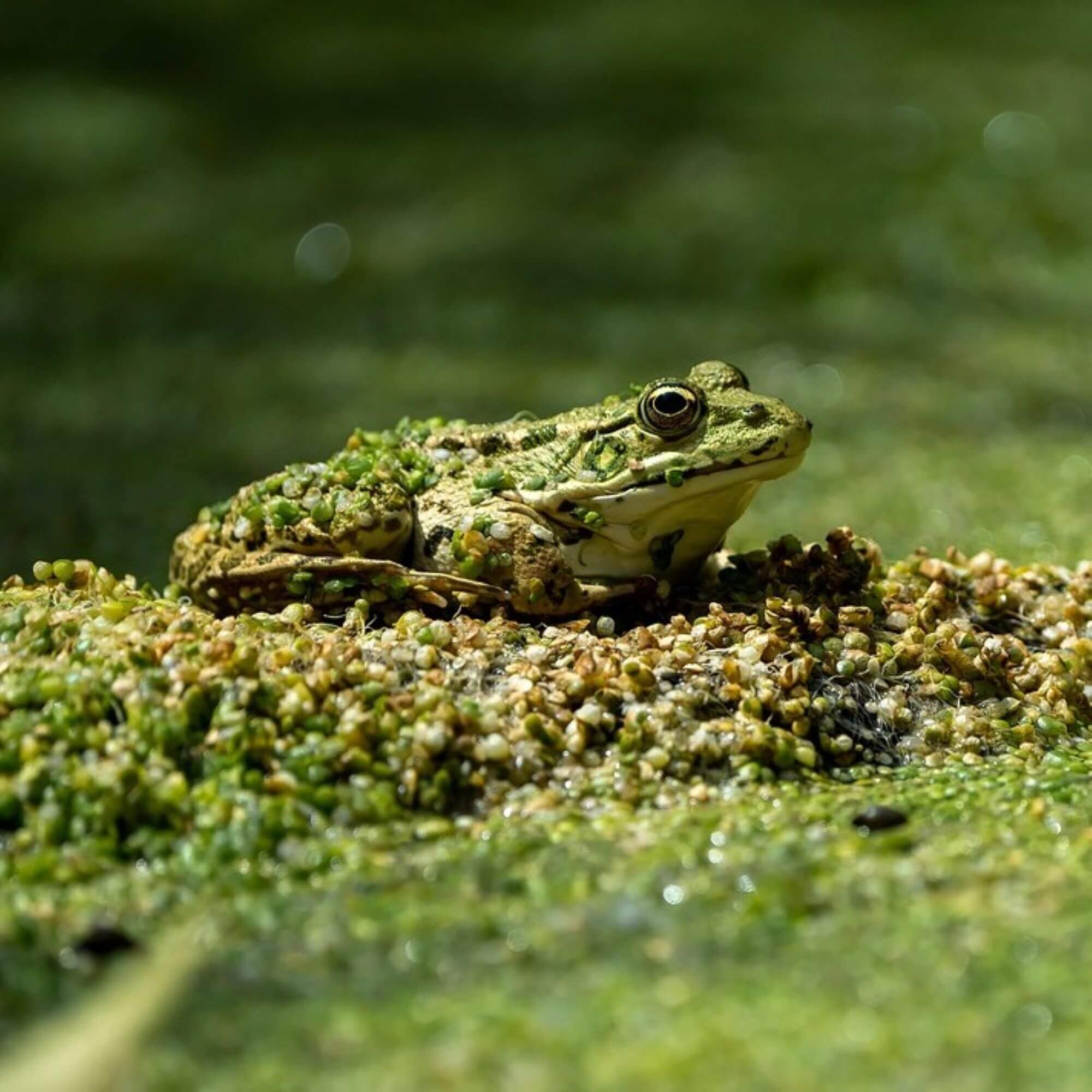 end animal dissection | peta2