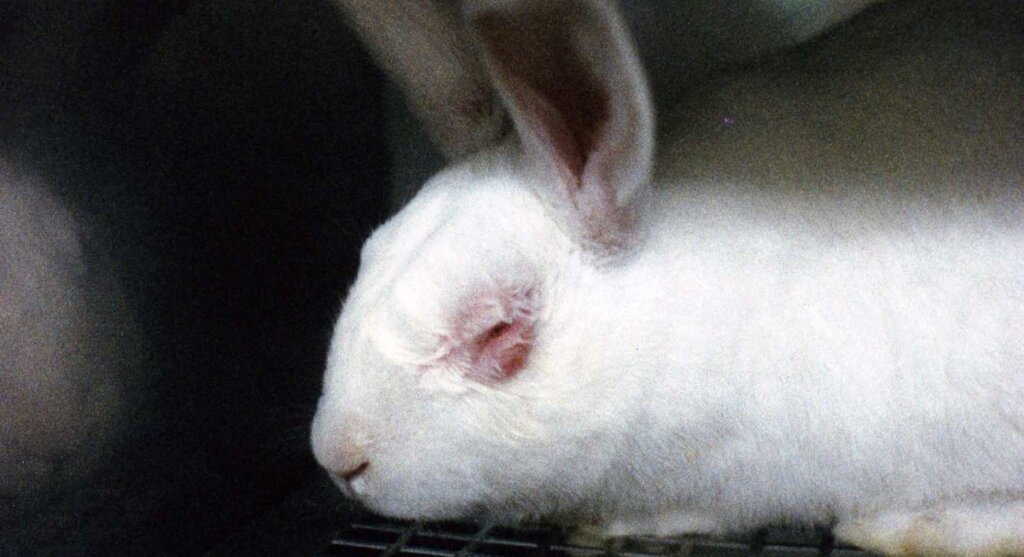mission: show that testing on animals is toxic | peta2