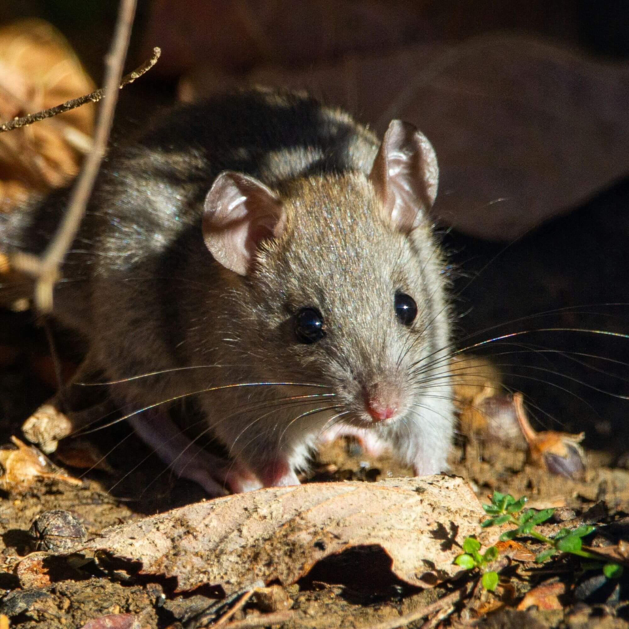 mission: show us your humane dissection project | peta2