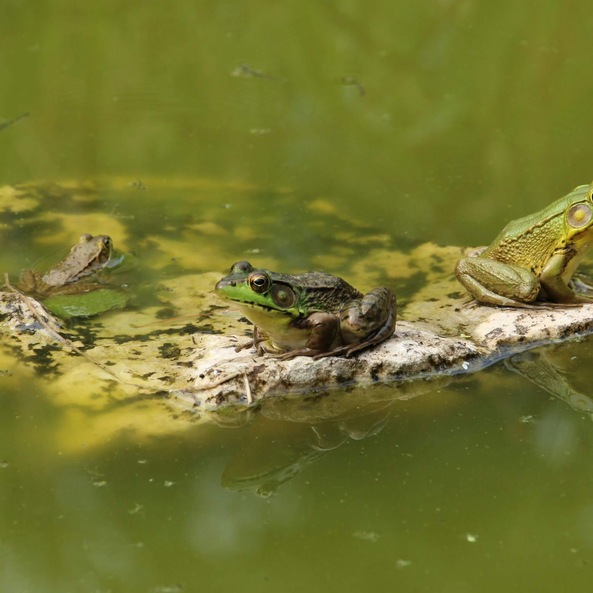 mission: pledge to end animal dissection | peta2