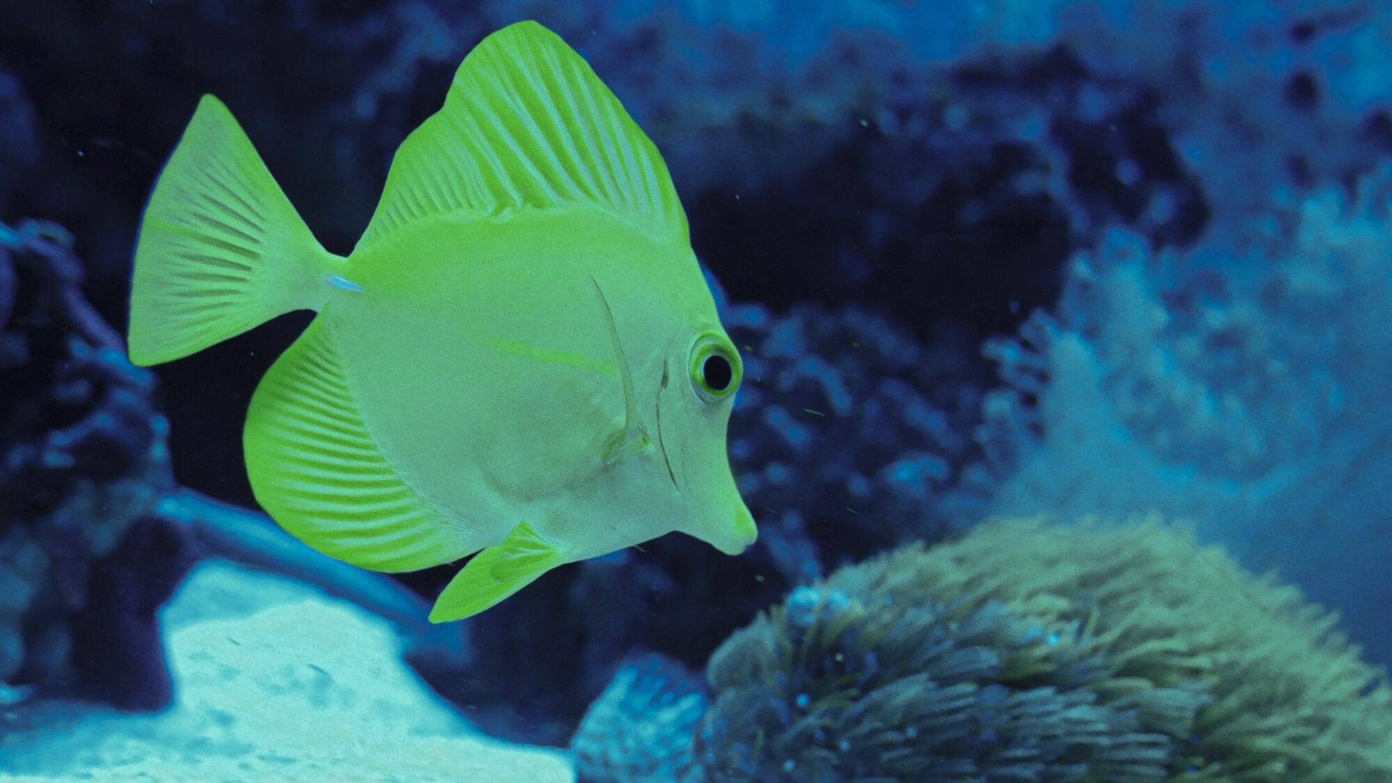 do fish sleep? top 14 fish facts | peta2
