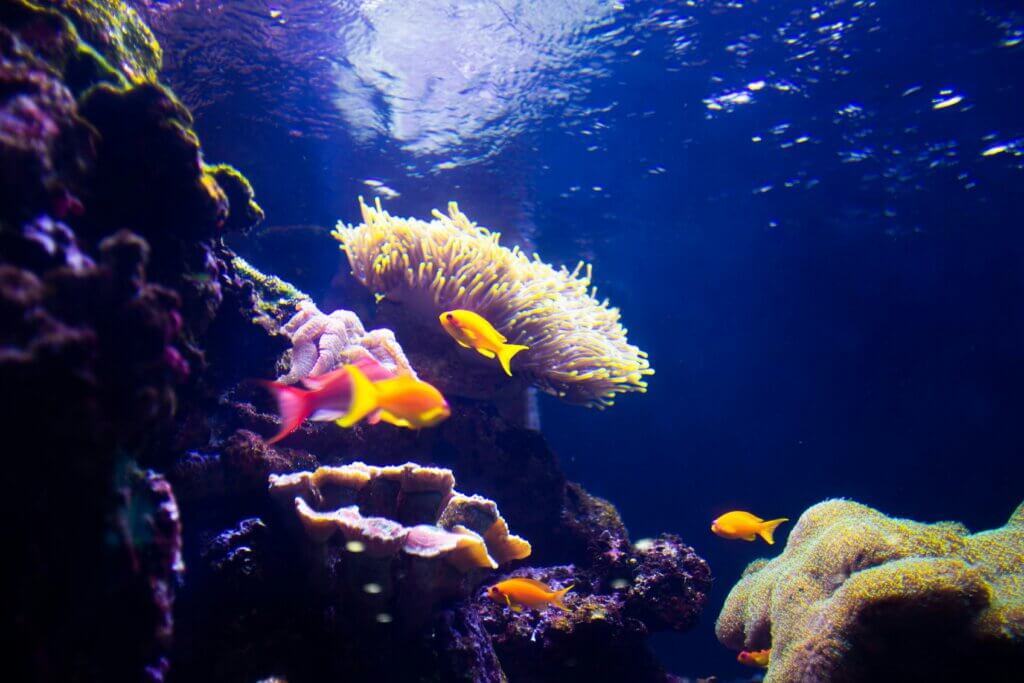 do fish sleep? top 14 fish facts | peta2