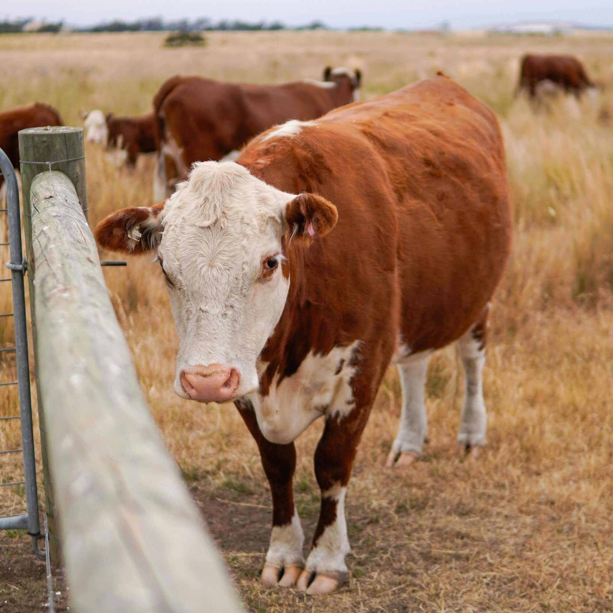 mission: make the coffee bean & tea leaf vegan-friendly | peta2