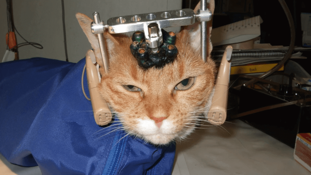 end animal experiments | peta2