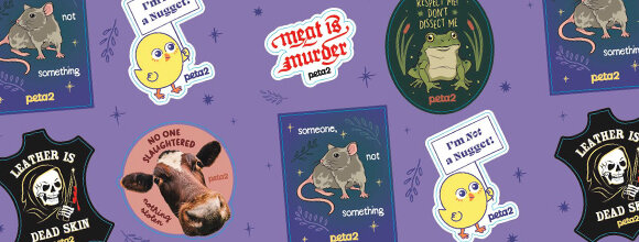 faqs about peta2 and animal rights | peta2