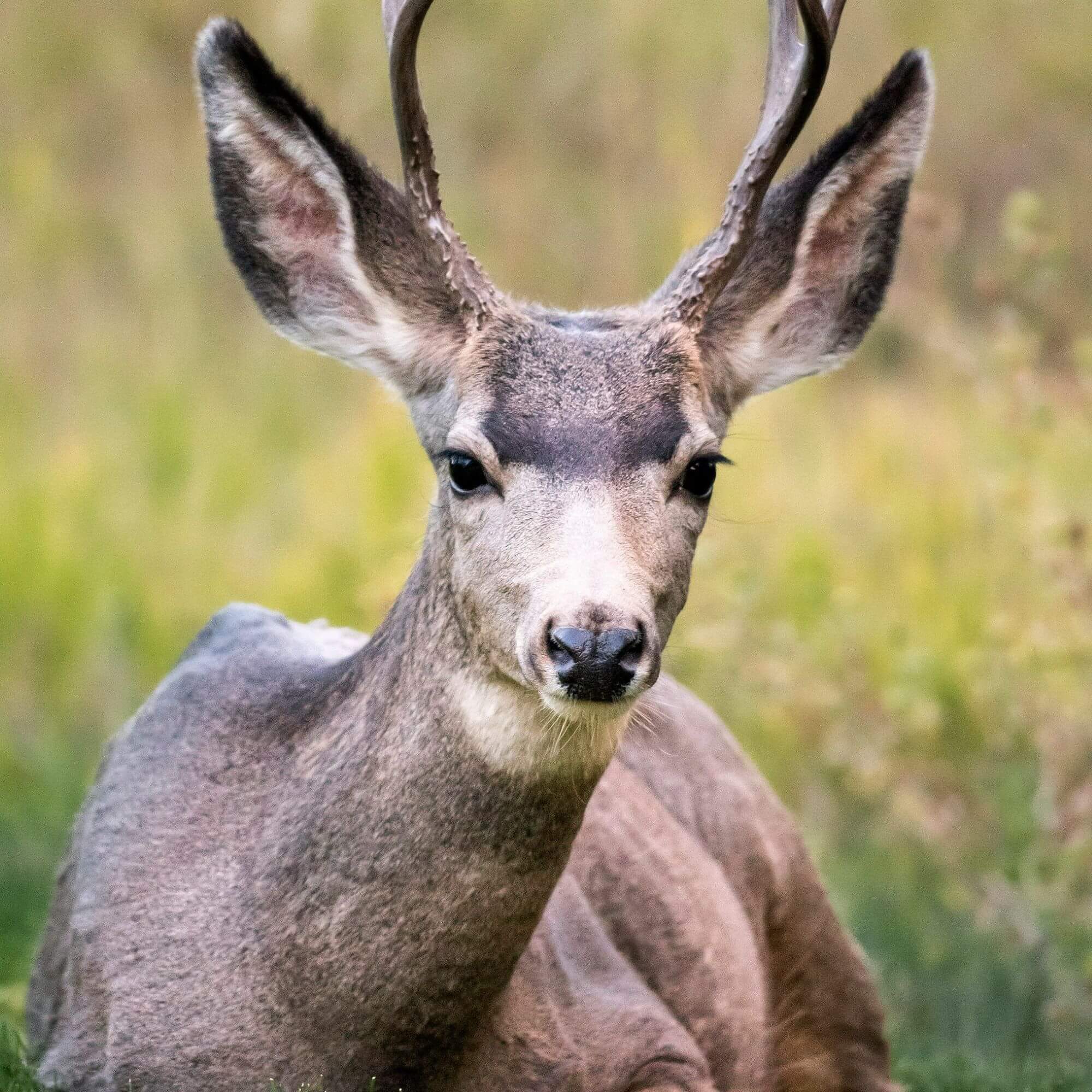 my personal hunting story | peta2