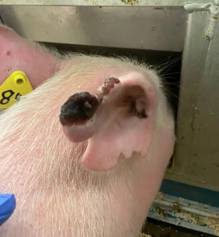 umass chan is tormenting dogs, ferrets, and pigs | peta2