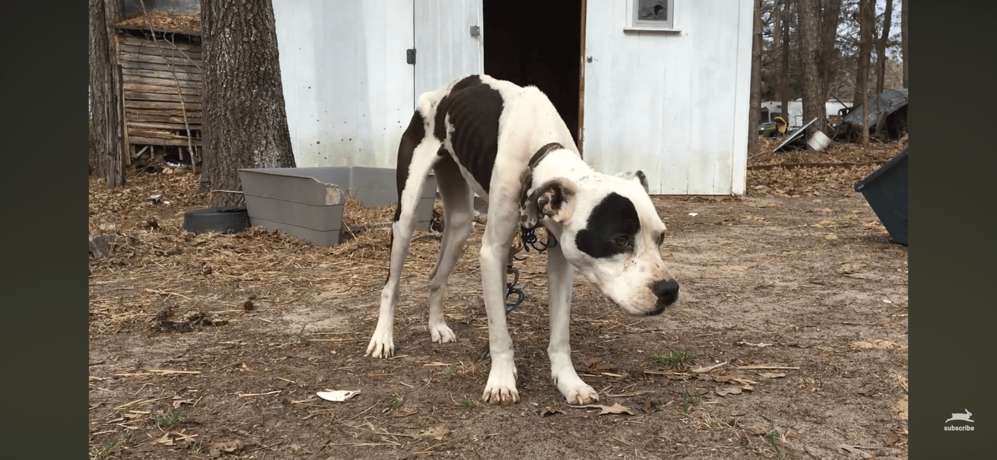 mission: watch breaking the chain | peta2