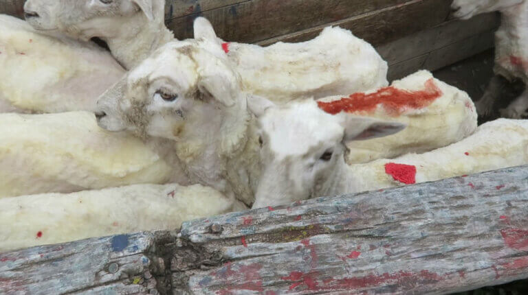 mission: urge lanolips to ditch lanolin! | peta2