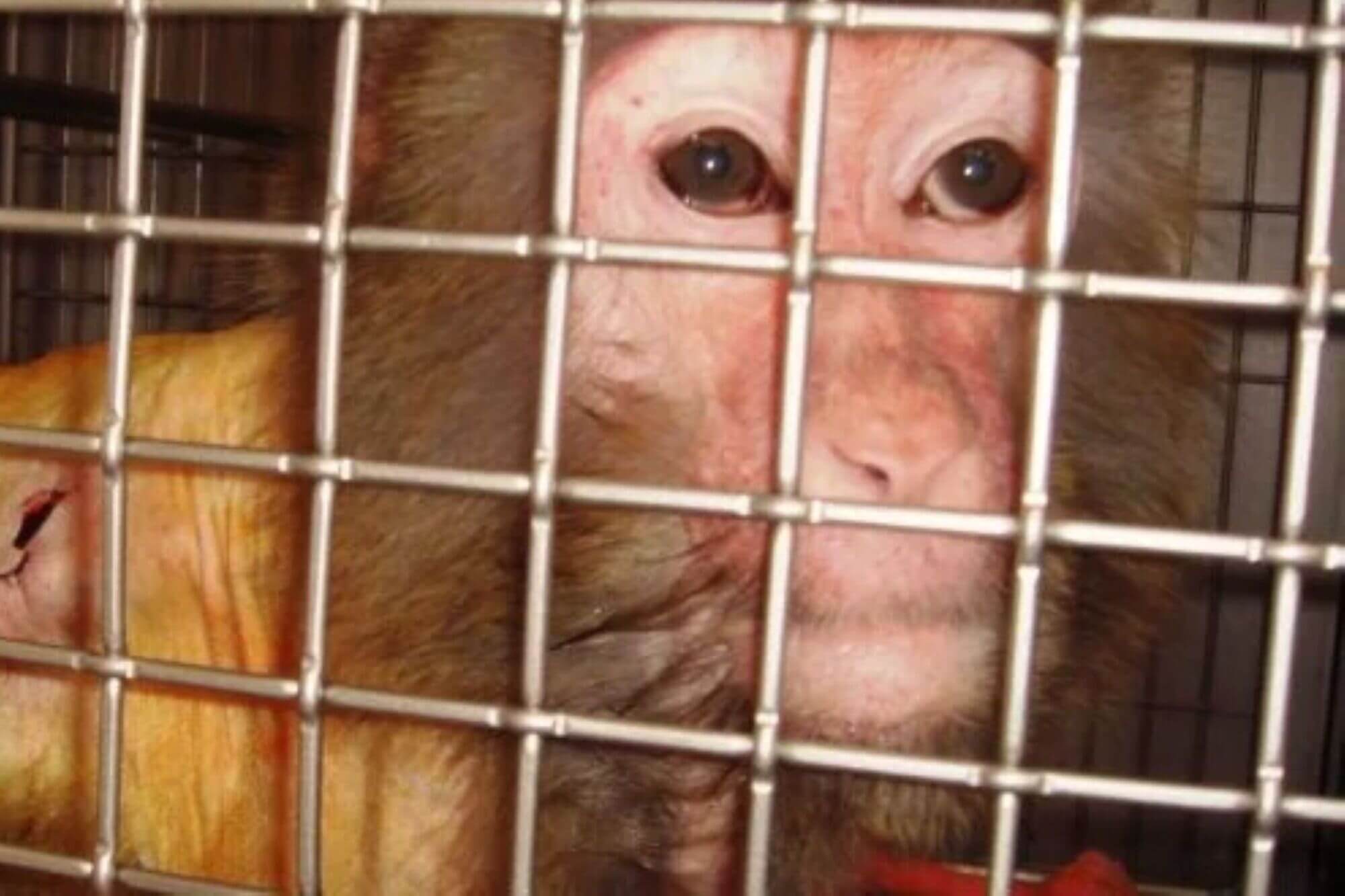 oregon primate center to negotiate end to experiments! | peta2