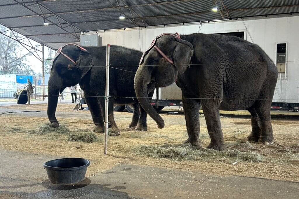 mission: urge carson & barnes circus to end animal acts! | peta2